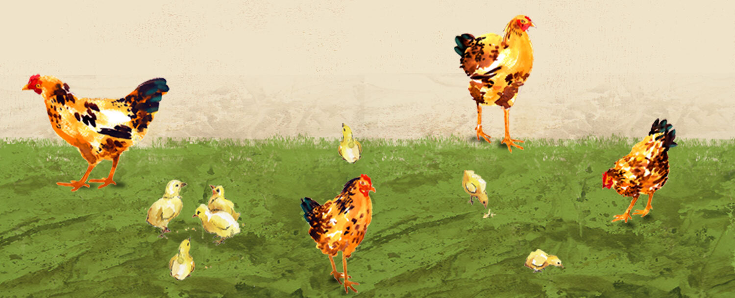 Blog - Our Commitment to More Humane Chicken Standards - Applegate