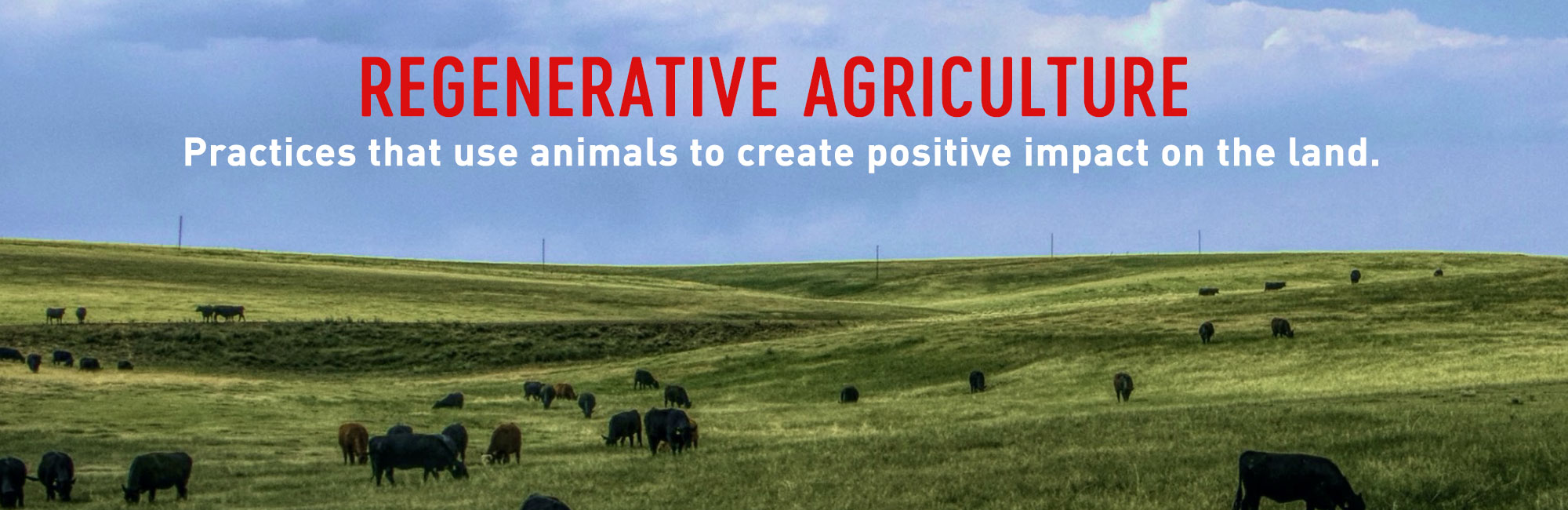 Blog - Our Commitments and Contributions to Regenerative Agriculture ...