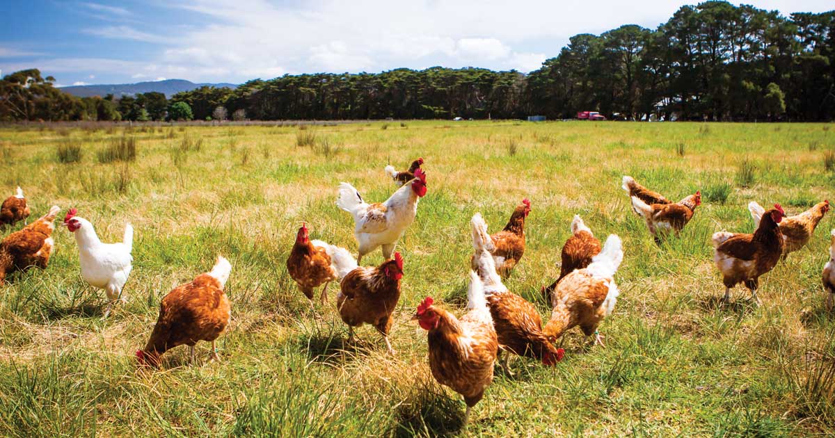 Blog - USDA Stop Clucking Around - Applegate